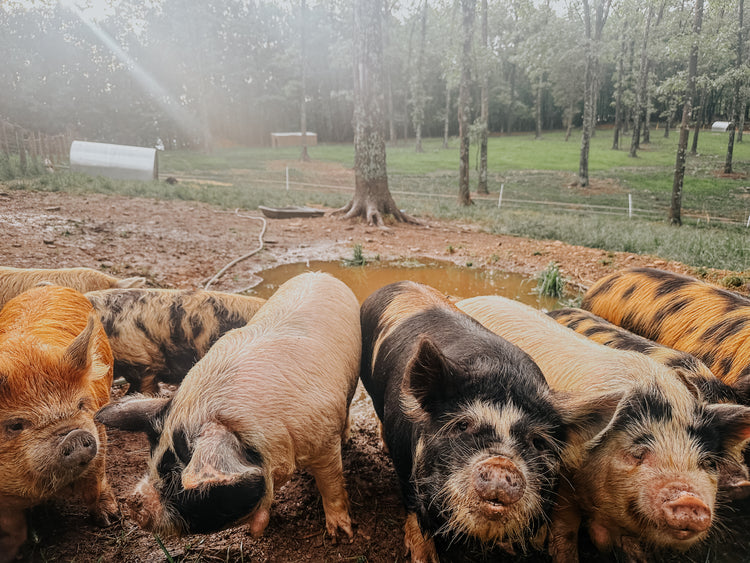 Kunekune pigs – Willow Moon Farm